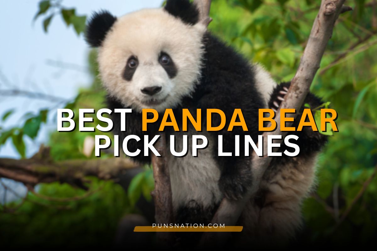 60+ Panda Bear Pick Up Lines to Show Your Love - punsnation.com
