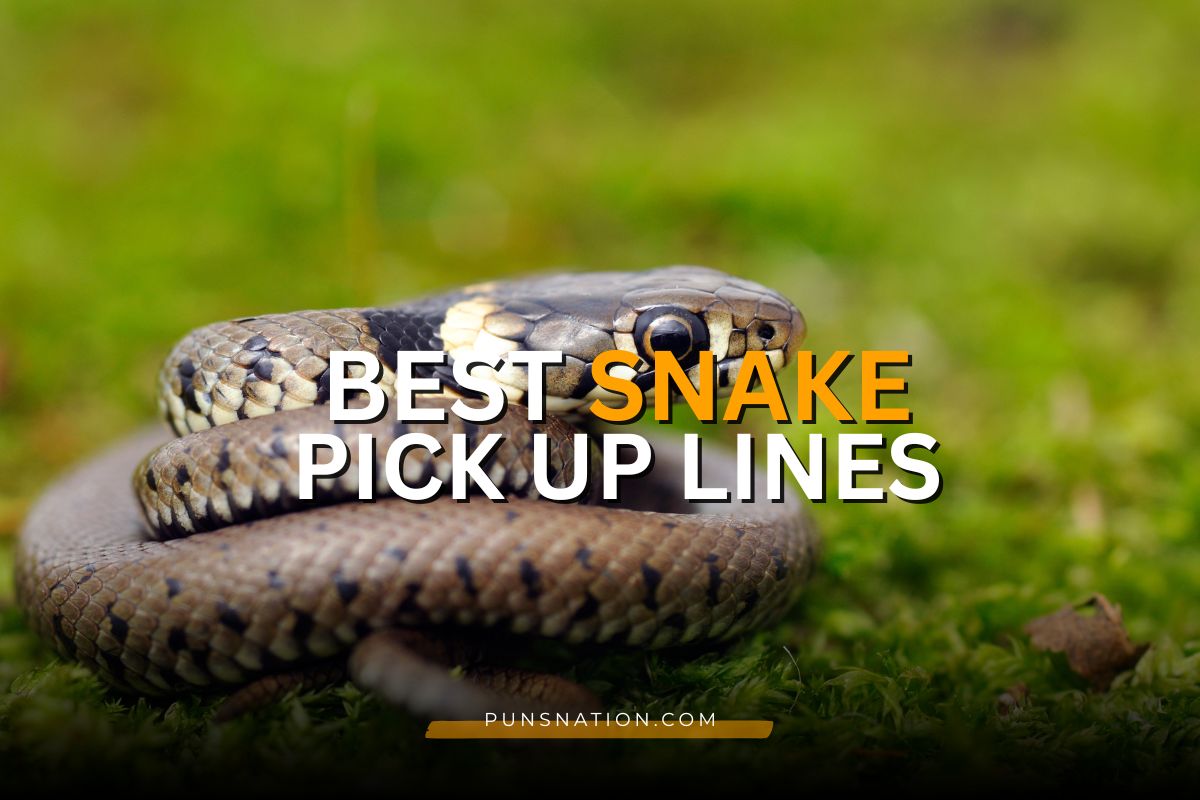 65+ Snake Pick Up Lines to Charm Your Crush Today - punsnation.com